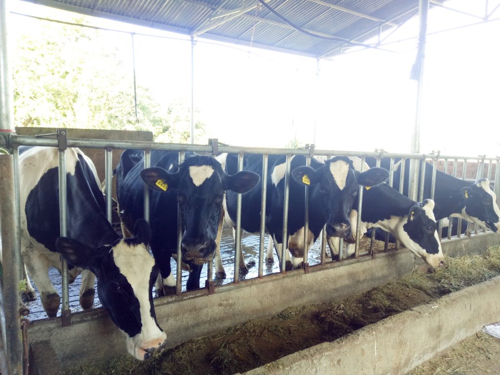 Use of total mixed ration - TMR to feed dairy cows in Lam Dong province ...
